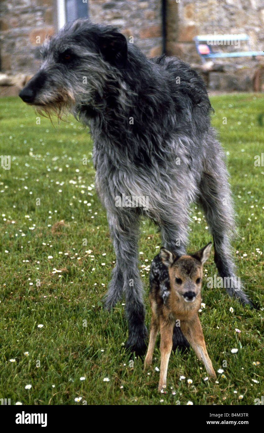 Shona the deerhound with Roro the Roe Deer July 1989 Animals Dogs Dog ...