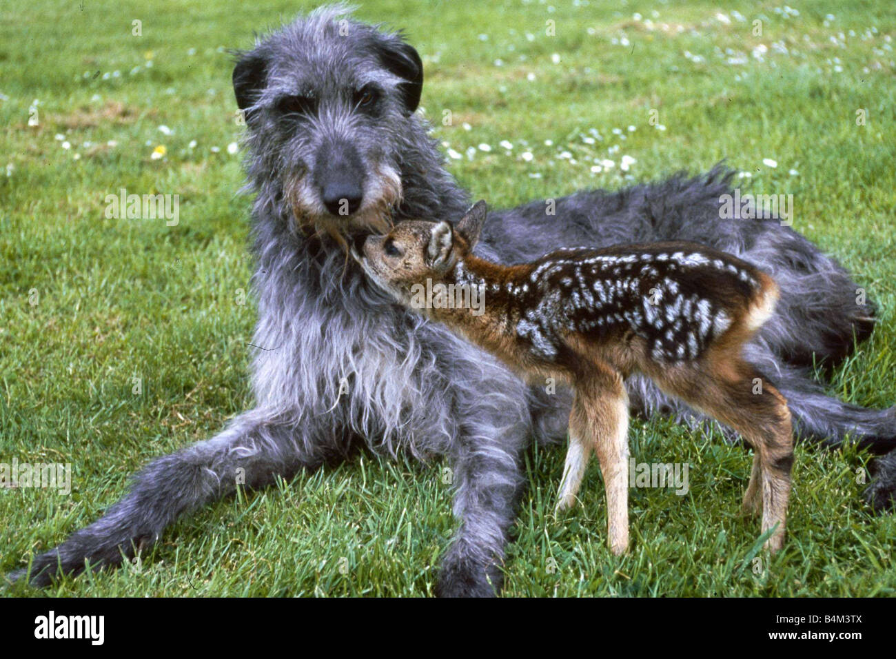 Shona the deerhound with Roro the Roe Deer July 1989 Animals Dogs Dog ...