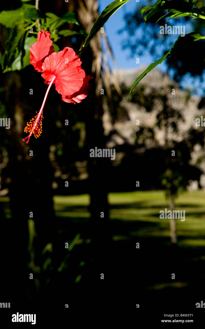 Flower pyramid flower pyramid hi-res stock photography and images - Alamy