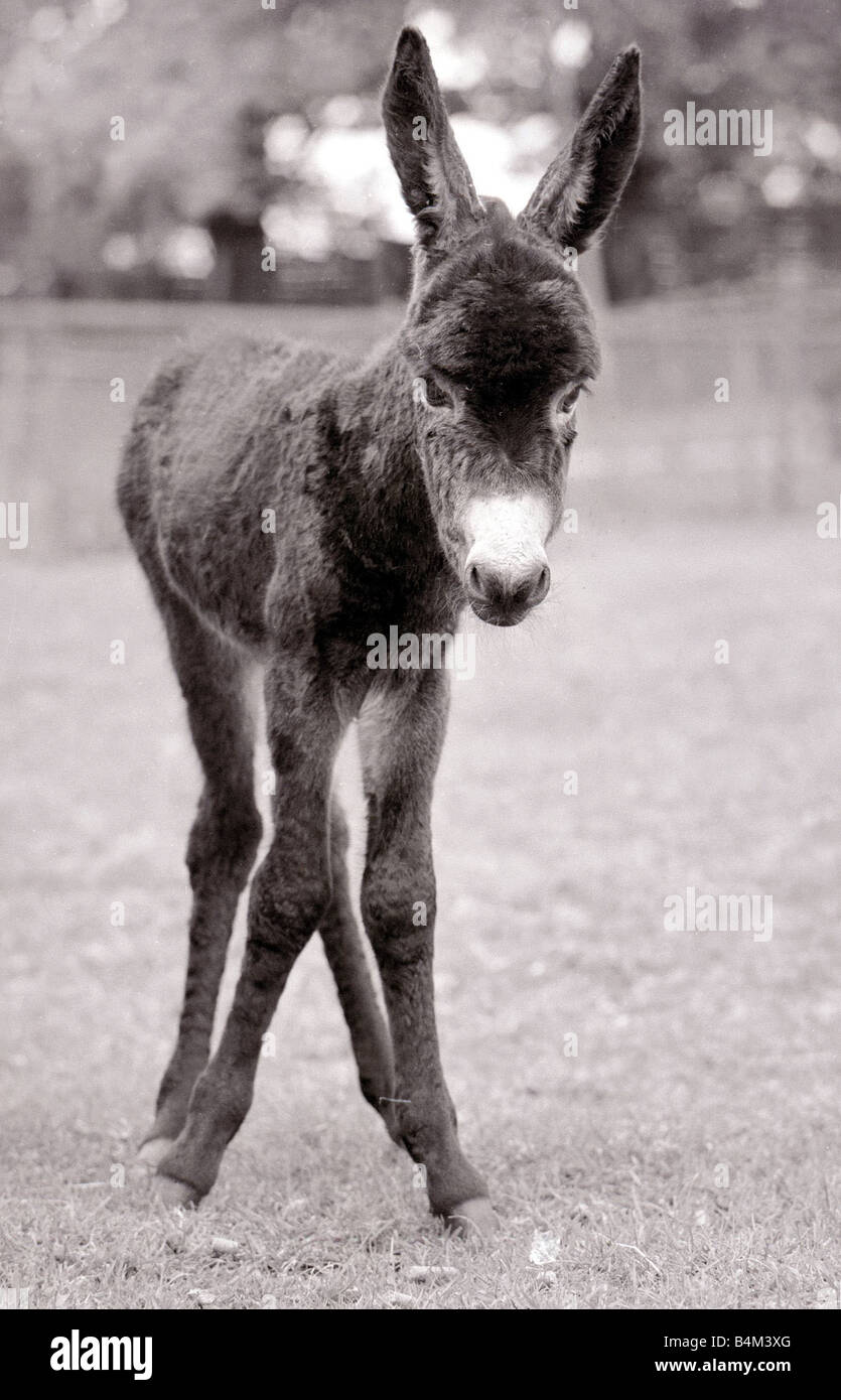 Foal first steps hi-res stock photography and images - Alamy