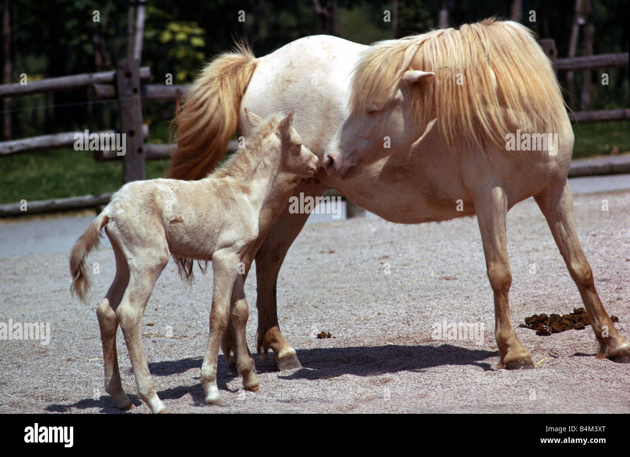 Cream pony hi-res stock photography and images - Alamy