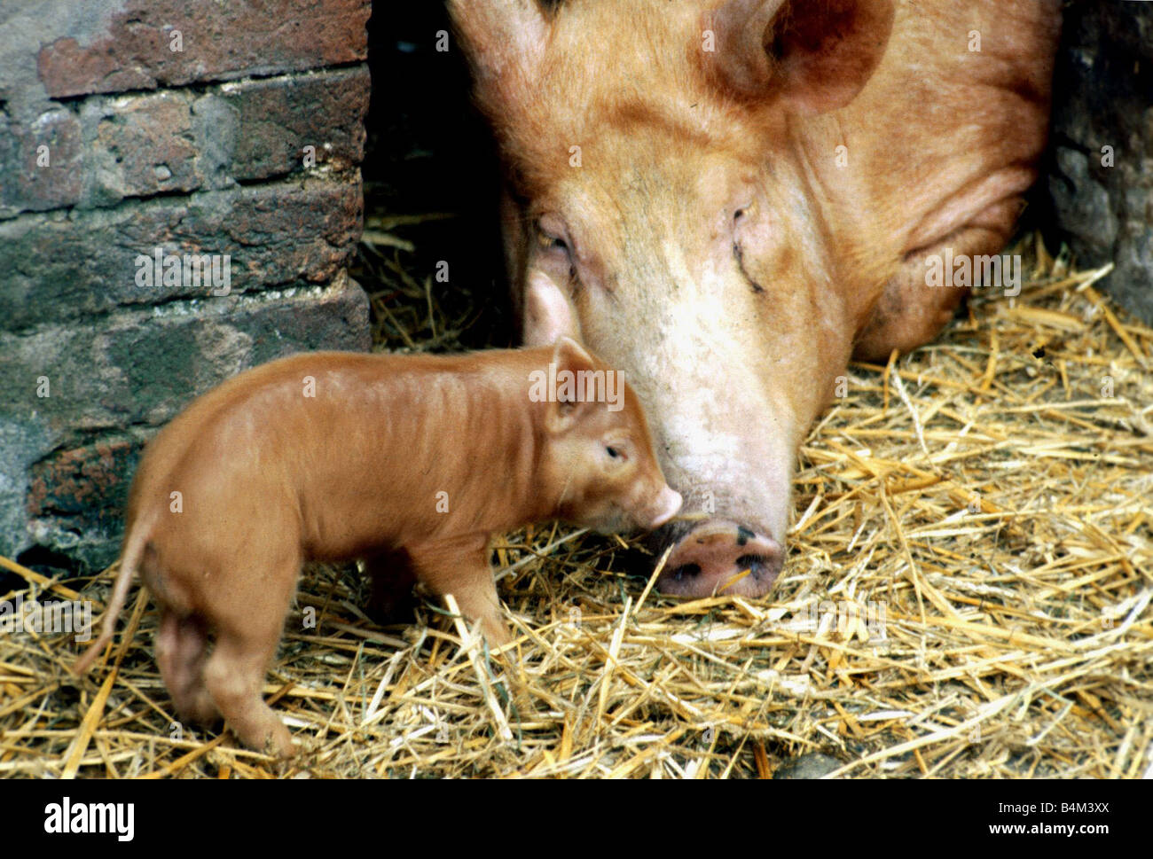 Tamworth pig and piglet pigs farming farm animals January 1980 1980s ...