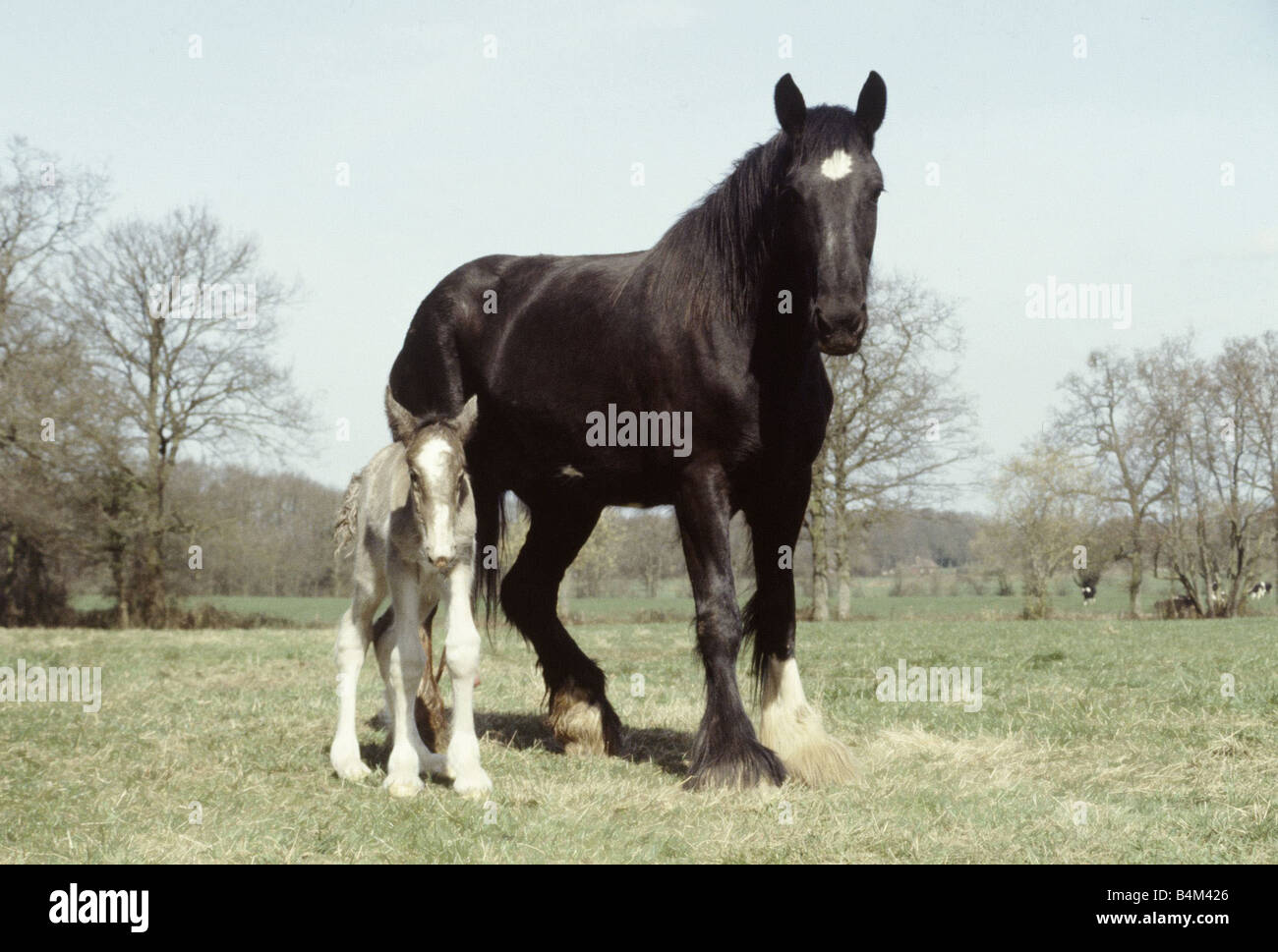 Shire horse mare and foal hi-res stock photography and images - Alamy