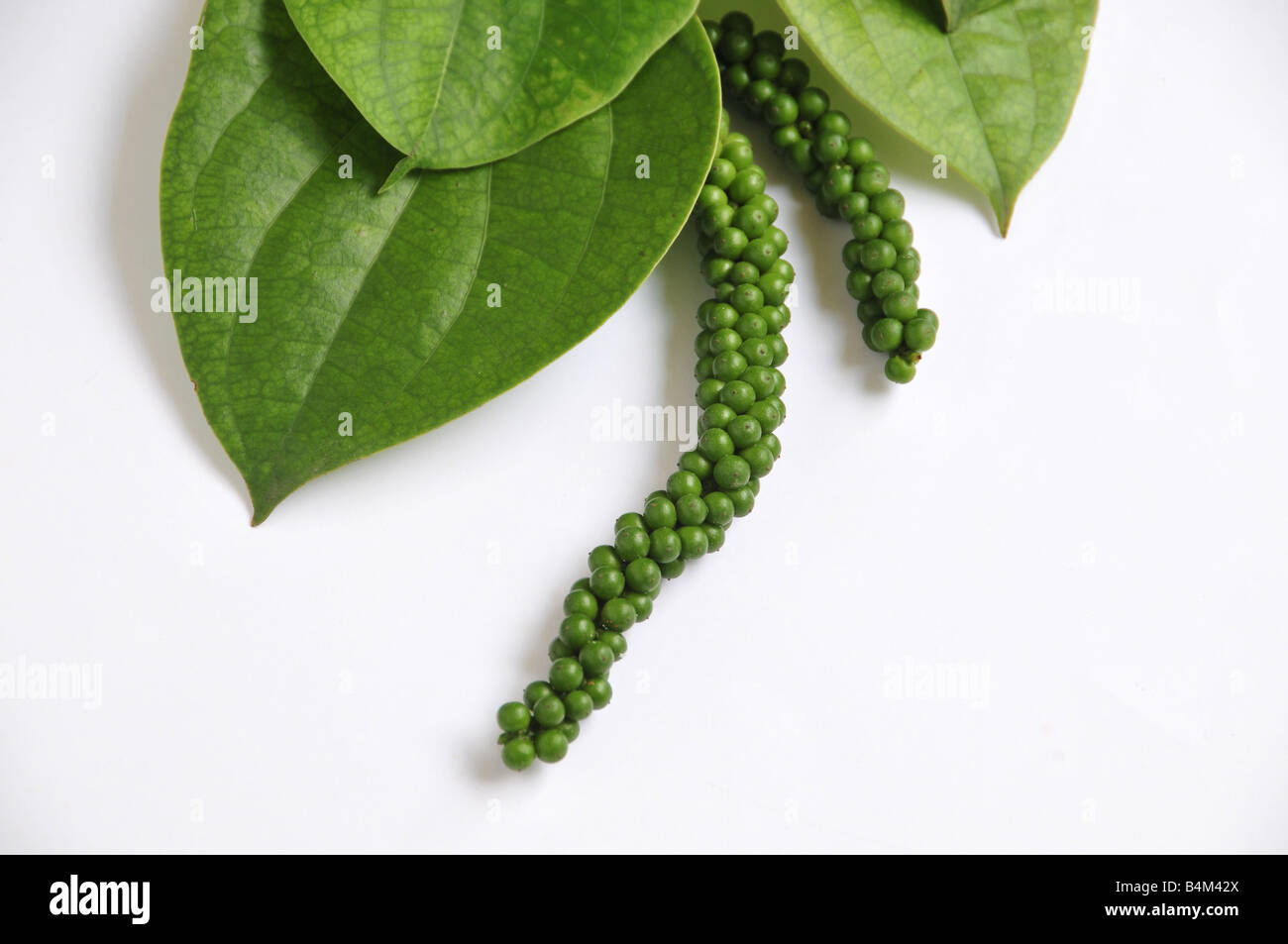 fresh indian green pepper Stock Photo - Alamy