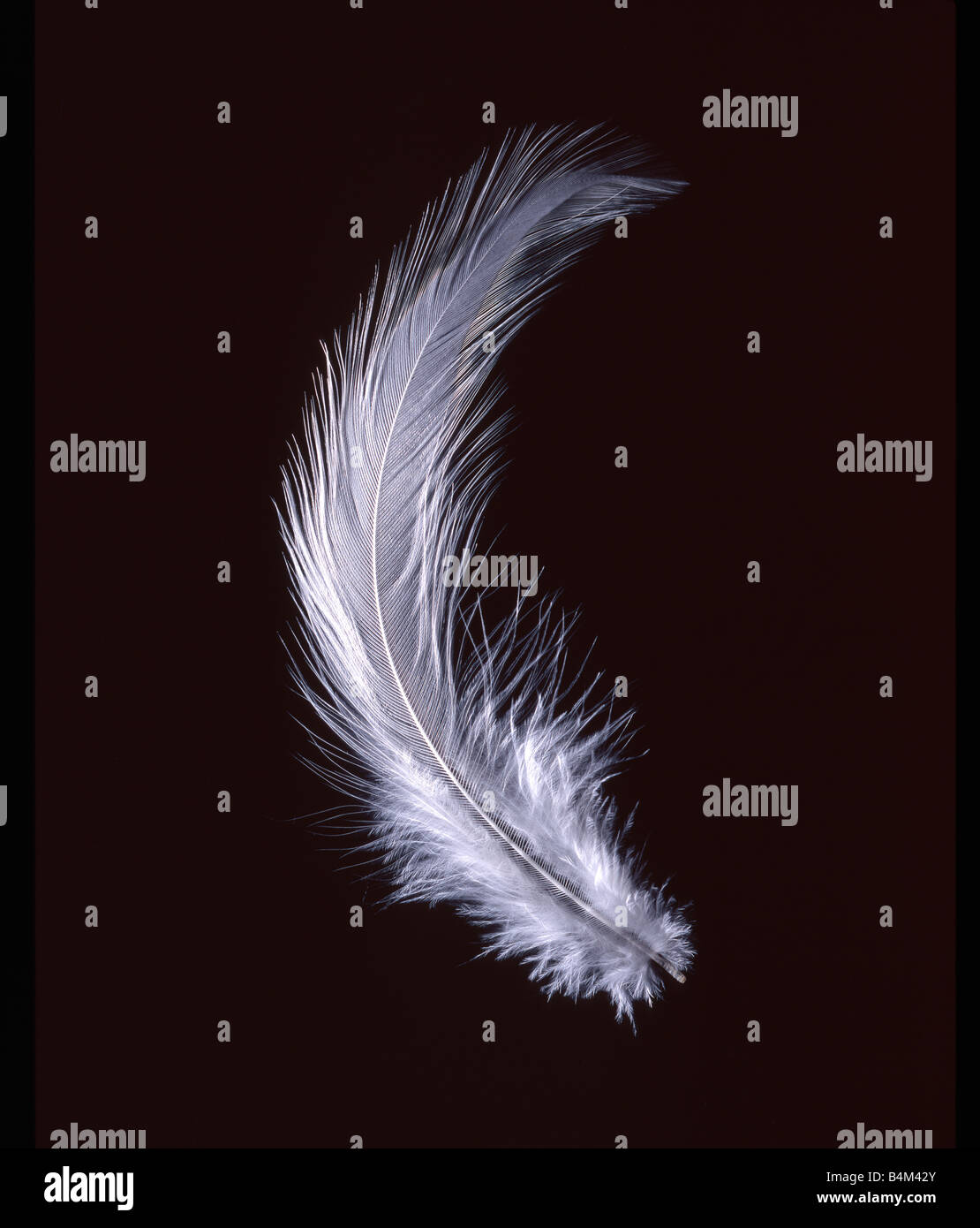 White Feather High Resolution Stock Photography and Images - Alamy