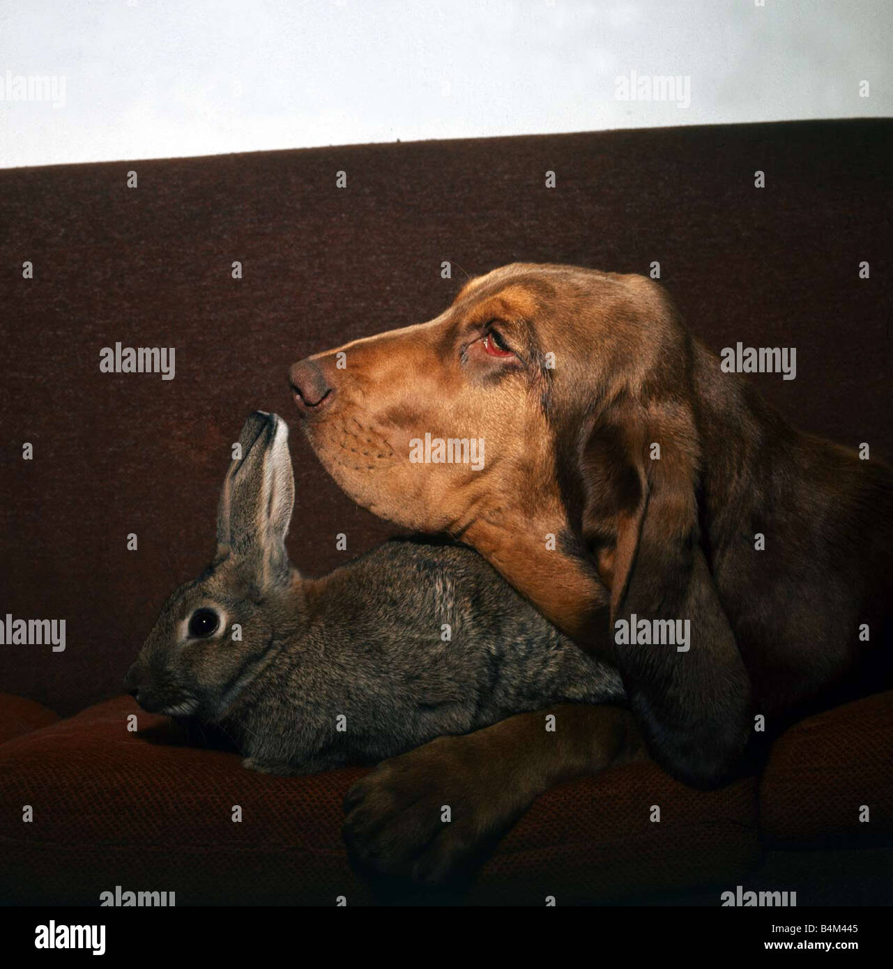 A Rabbit and Bloodhound dog together on the sofa August 1973 animal ...
