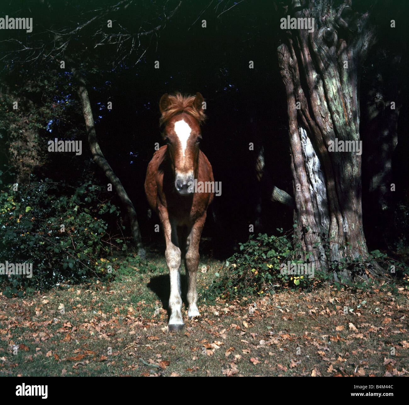 Horse New Forest Ponies Hampshire February 1970 animal animals horse ...