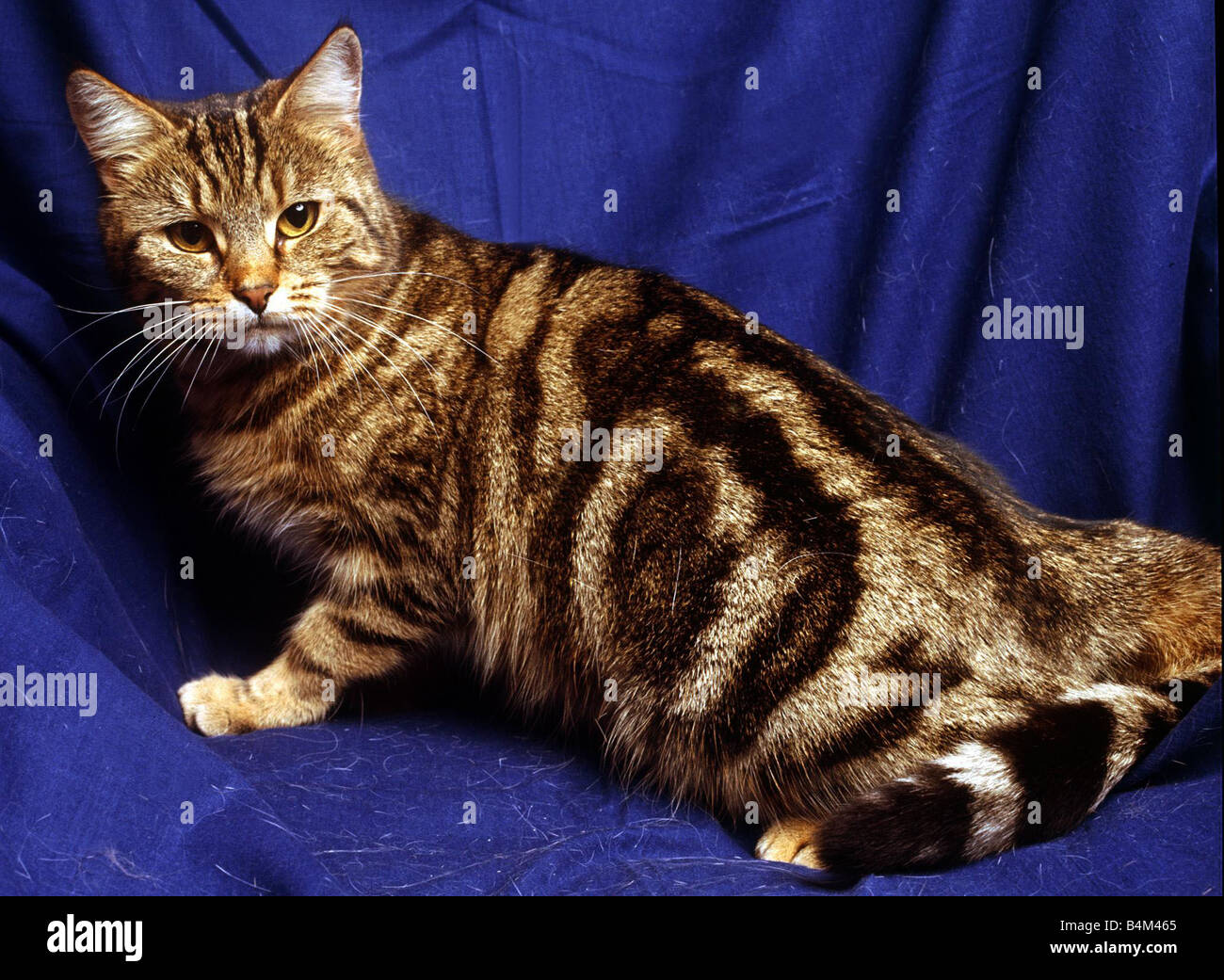 Silver animals hi-res stock photography and images - Alamy
