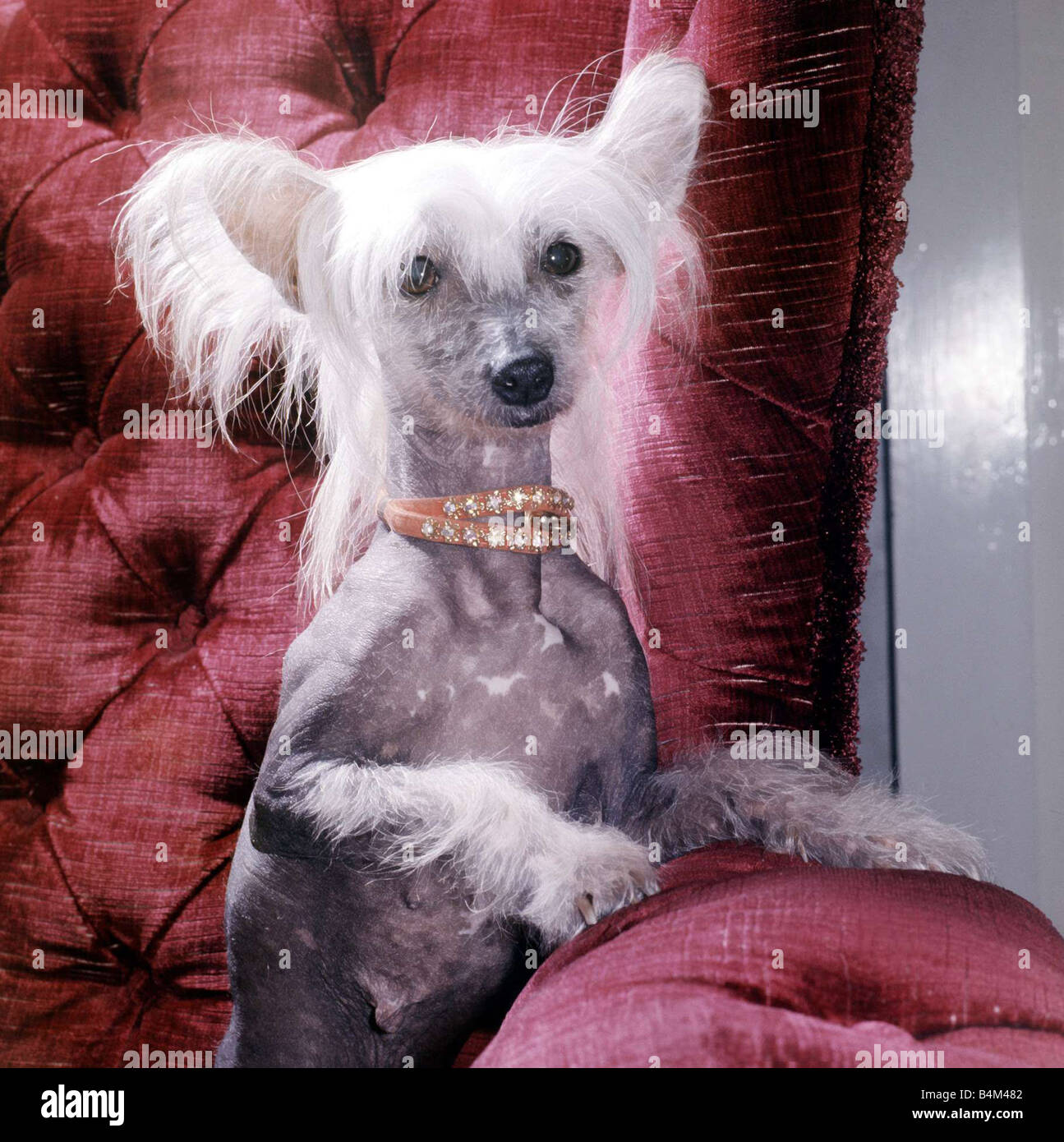 A Chinese crested dog owned by Mrs Dorothy tayler of Wembley wearing a ...