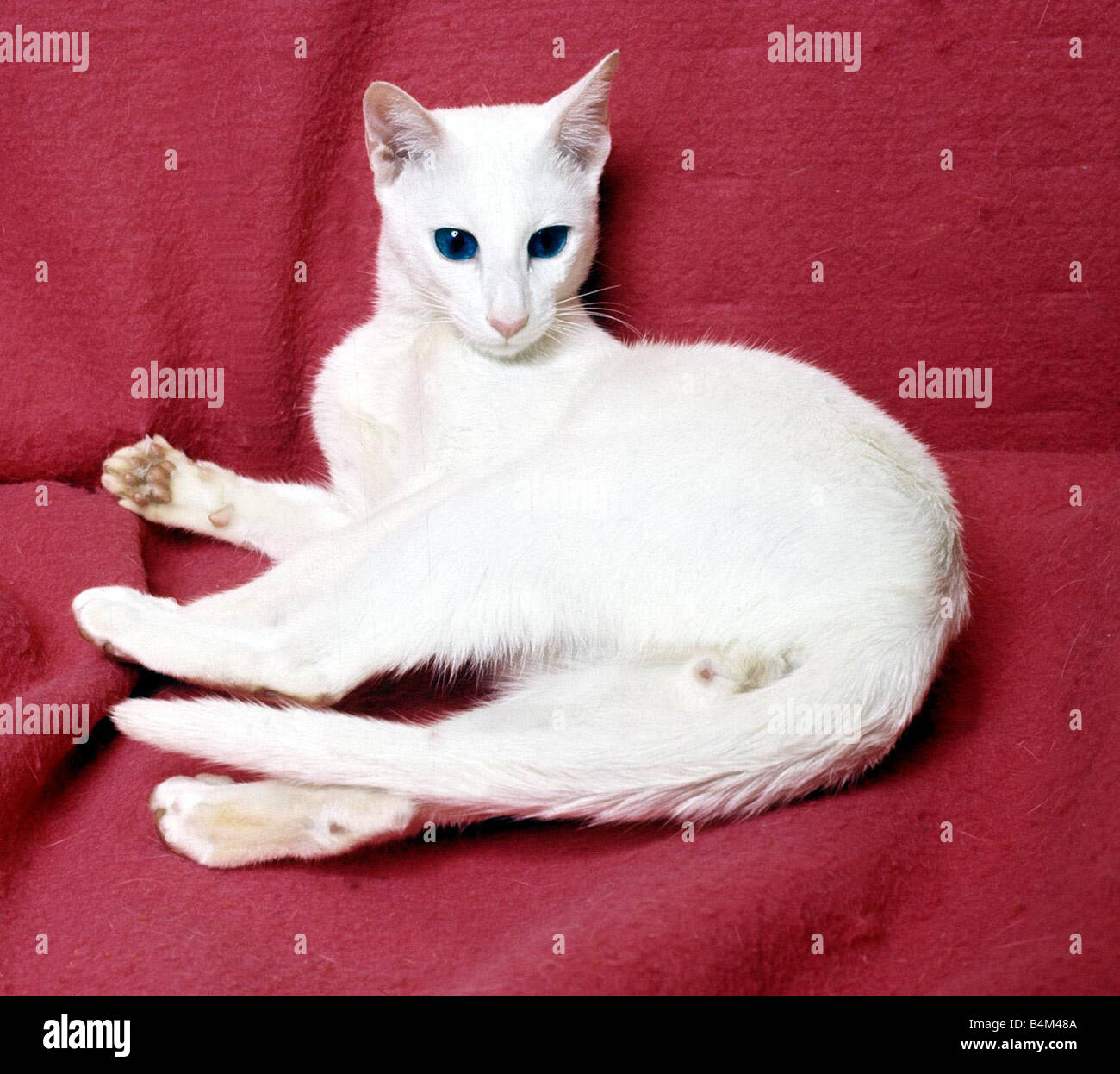 A foreign white cat February 1989 animal animals pet pets domestic cute ...