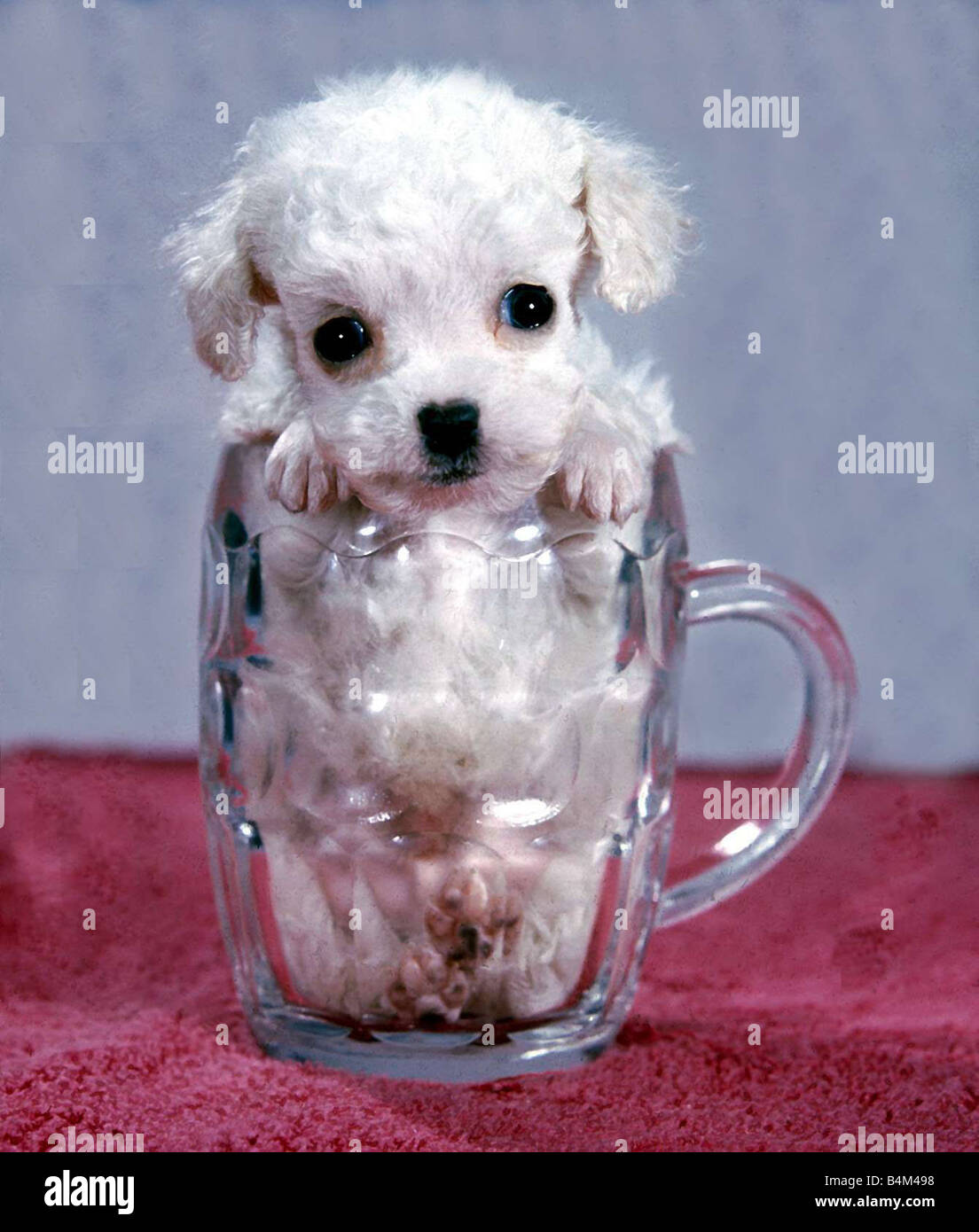 White pippin hi-res stock photography and images - Alamy