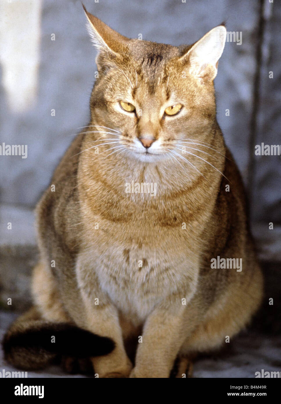 Full length of an Abyssinian cat animal animals cat cats domestic pets ...
