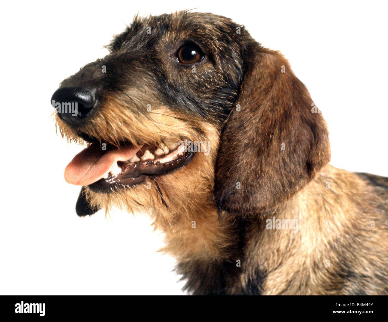 portrait of a dachshund dog june 1987 animal animals pet pets domestic ...