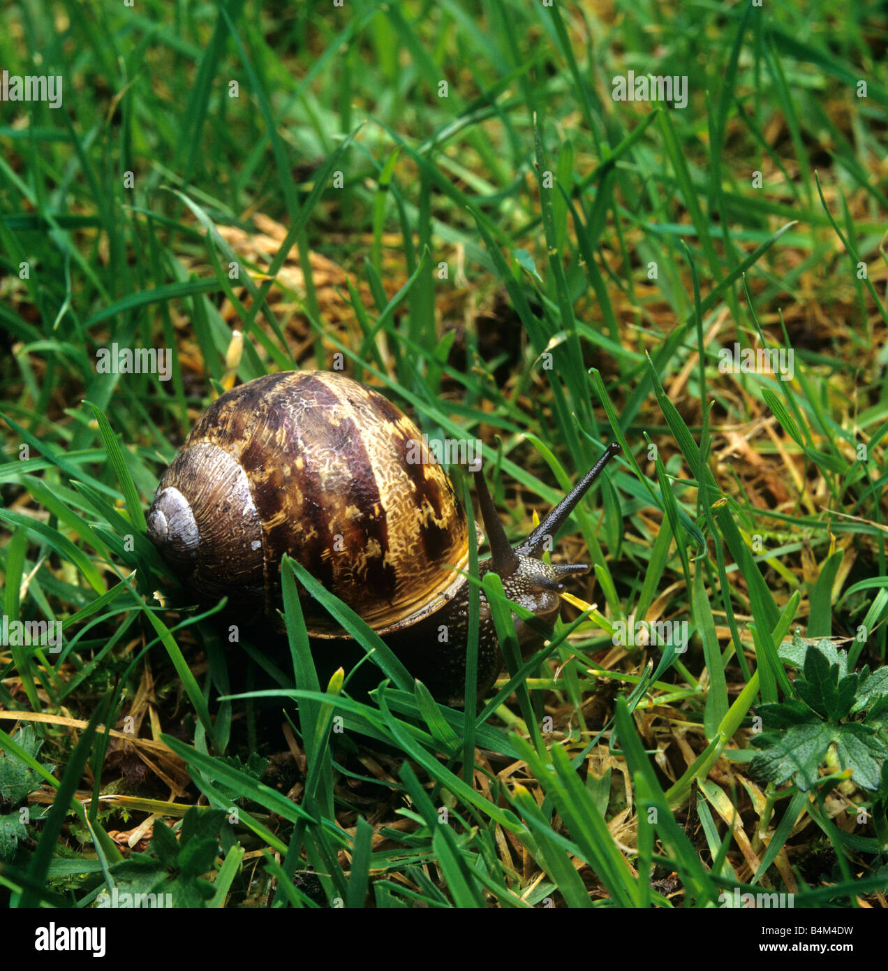Pests in the garden hi-res stock photography and images - Alamy
