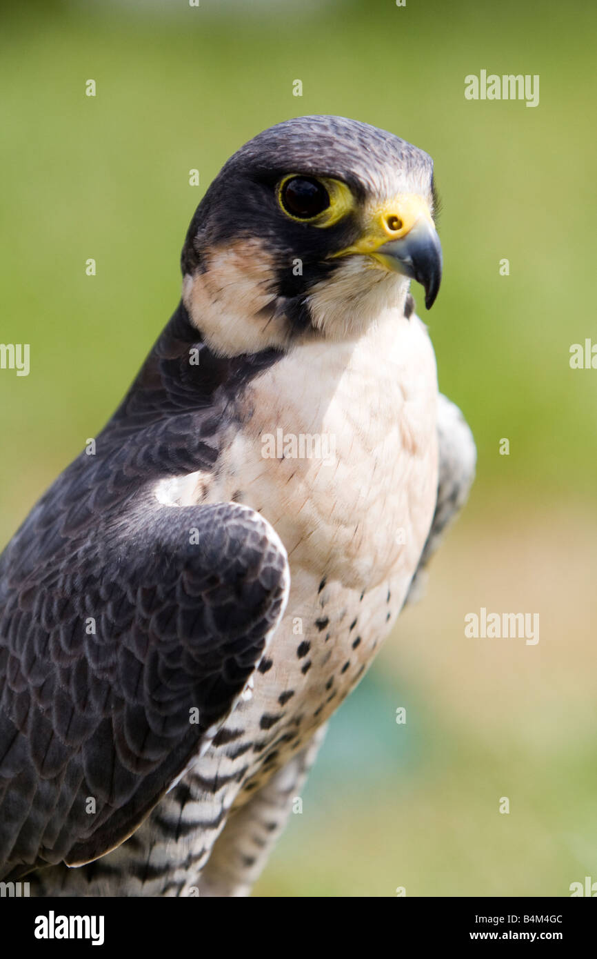 Peregrine falcon hybrid (Falco peregrinus) on his look out for prey Stock Photo - Alamy