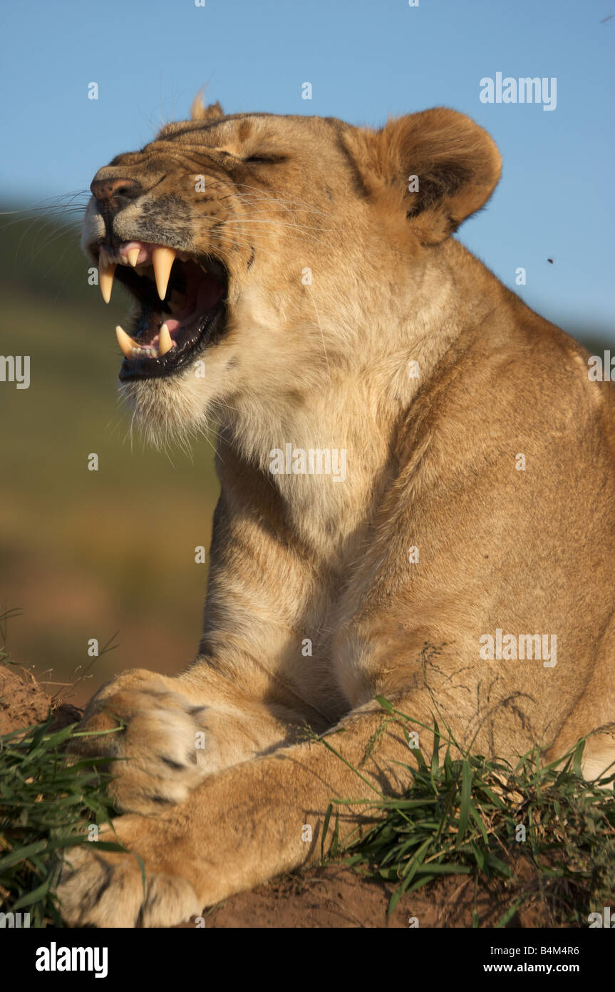 Lioness snarl hi-res stock photography and images - Alamy