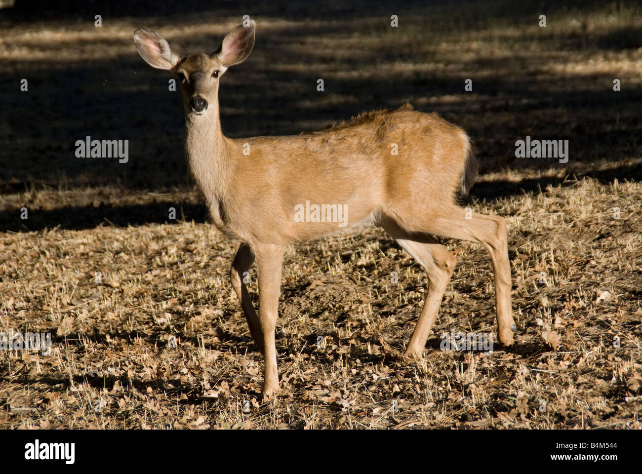 A mule deer doe in a field at Yreka,California Stock Photo - Alamy