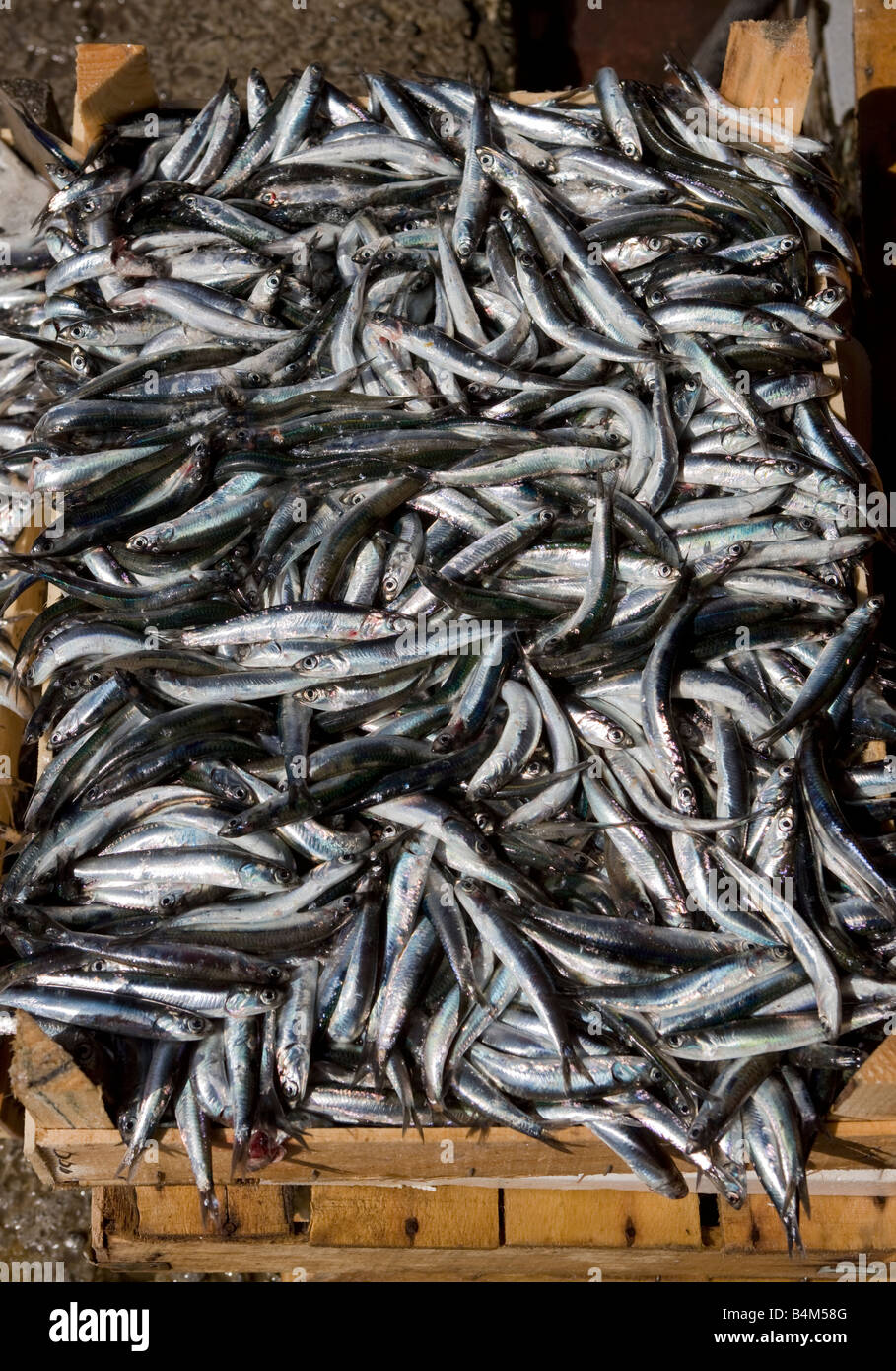 Fish Market Istanbul Turkey Stock Photo - Alamy