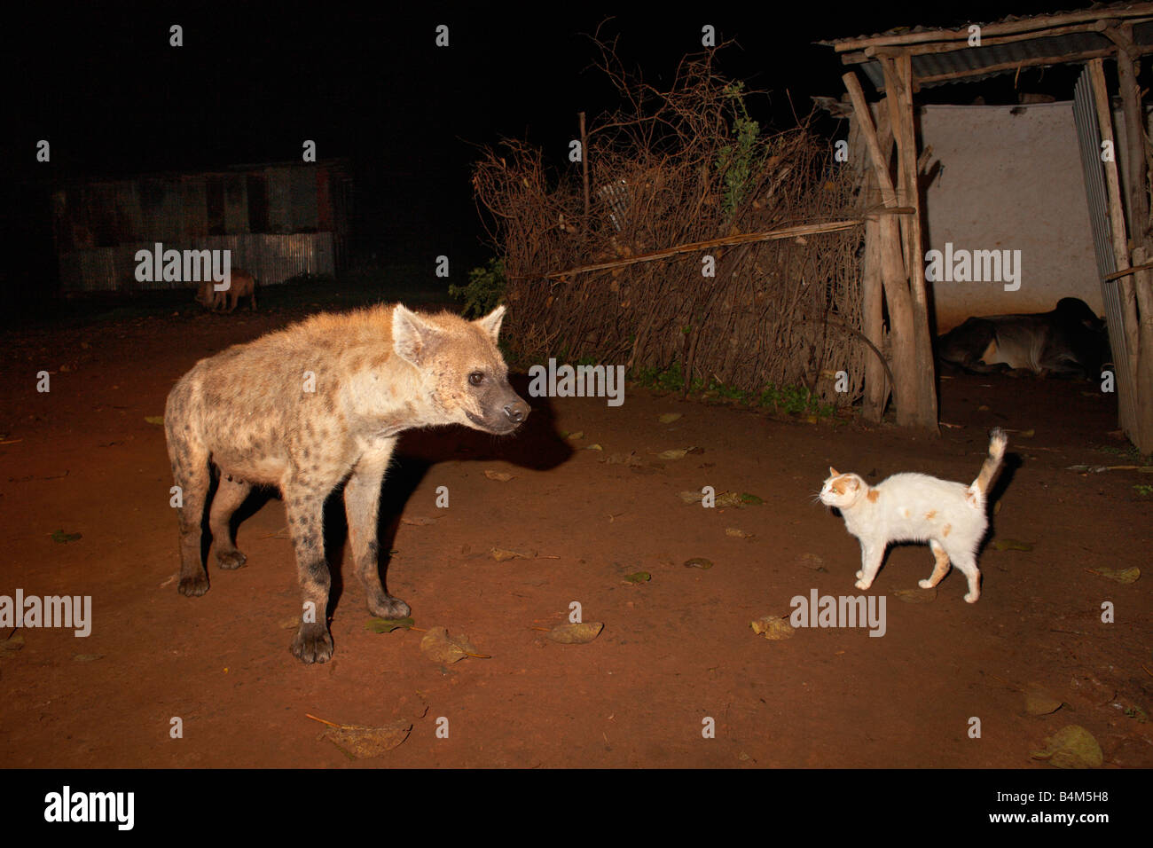 Hyena and domestic cat, Harar, Ethiopia Stock Photo - Alamy