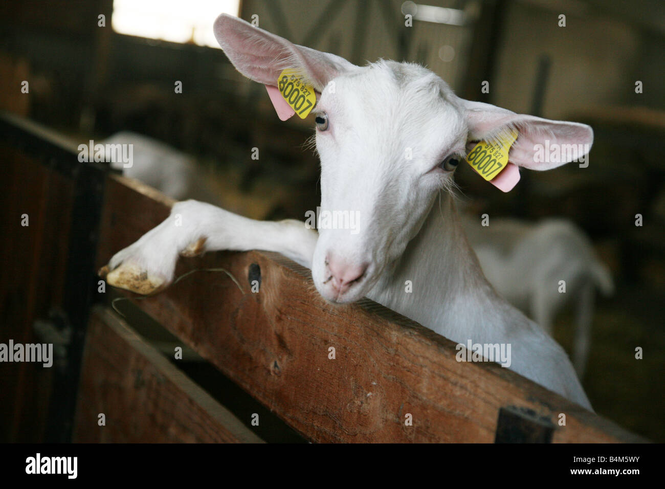 Goats at a goat farm Stock Photo - Alamy
