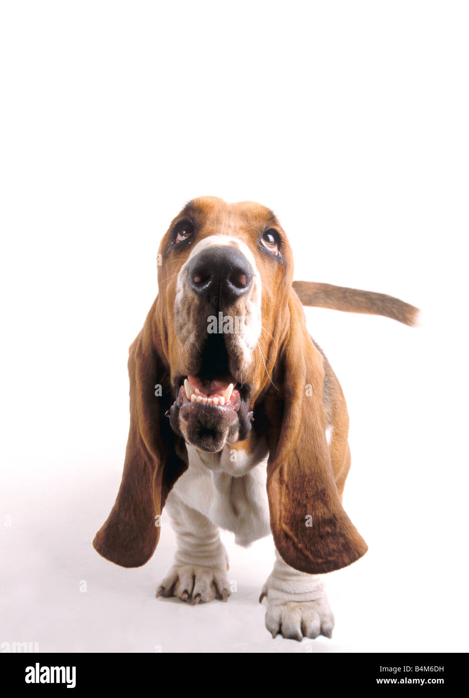Bassets dog hi-res stock photography and images - Alamy