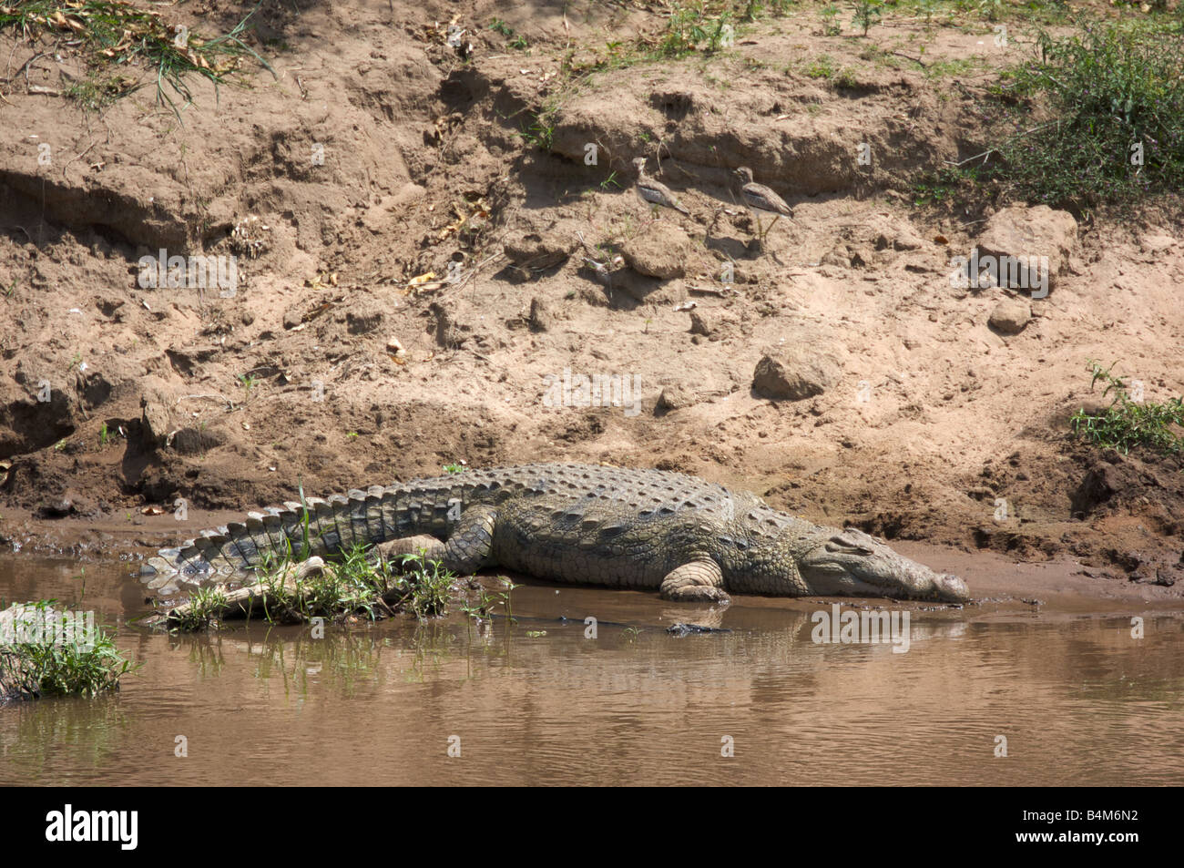Crocodile in africa hi-res stock photography and images - Alamy