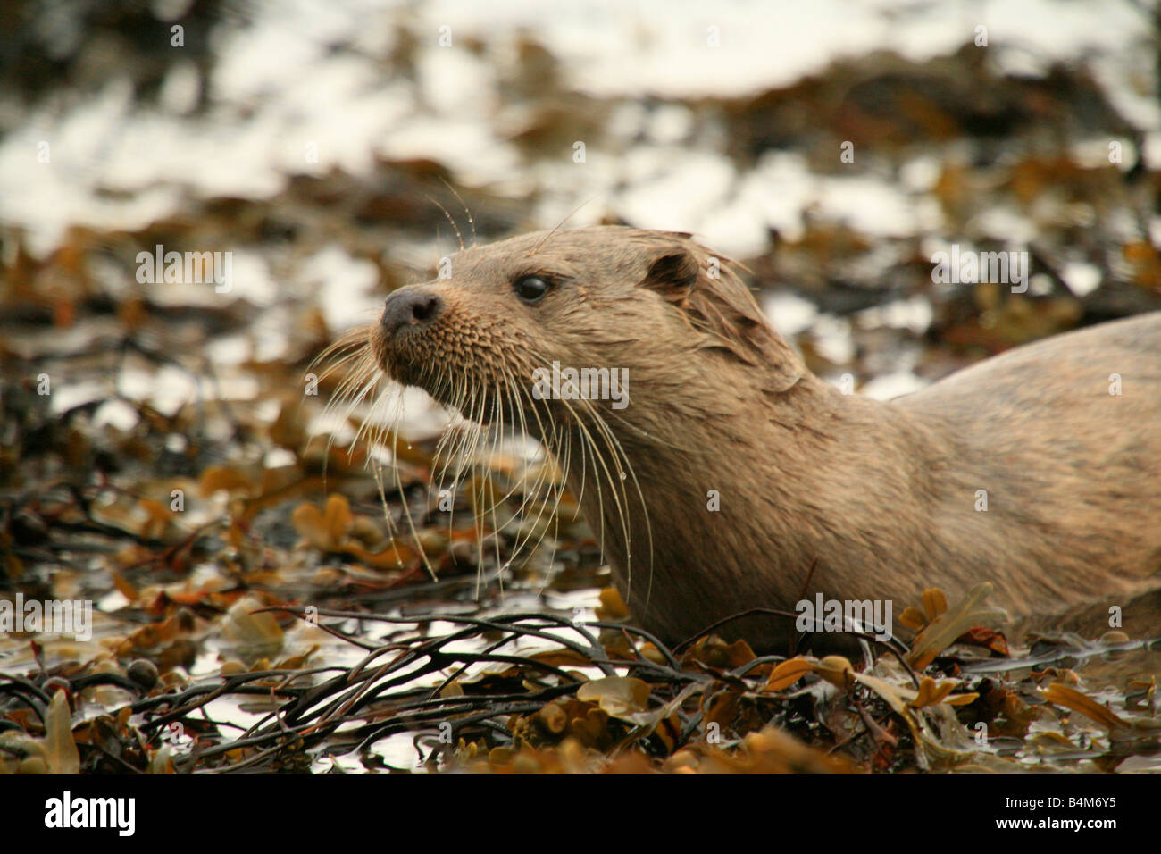 Wild Scottish (Eurasion) otter, in its natural habitat. Lutra lutra ...