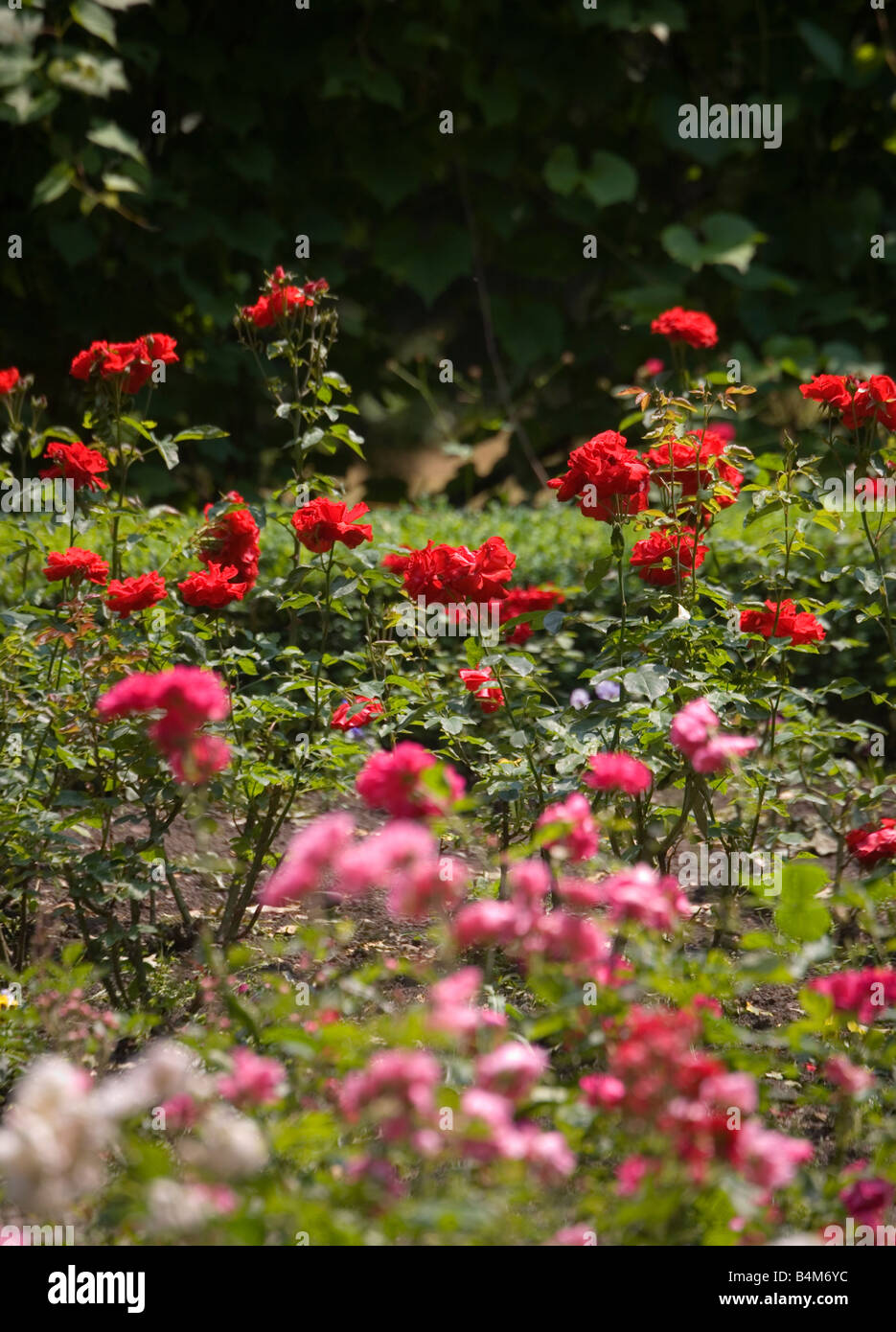 Roses field nobody vertical hi-res stock photography and images - Alamy