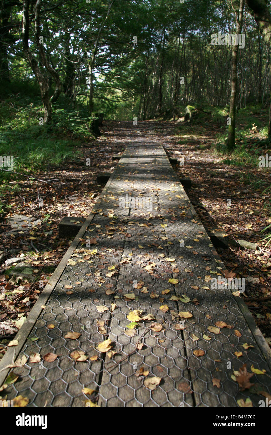 many leaves on walk way foot path woods in country Stock Photo - Alamy