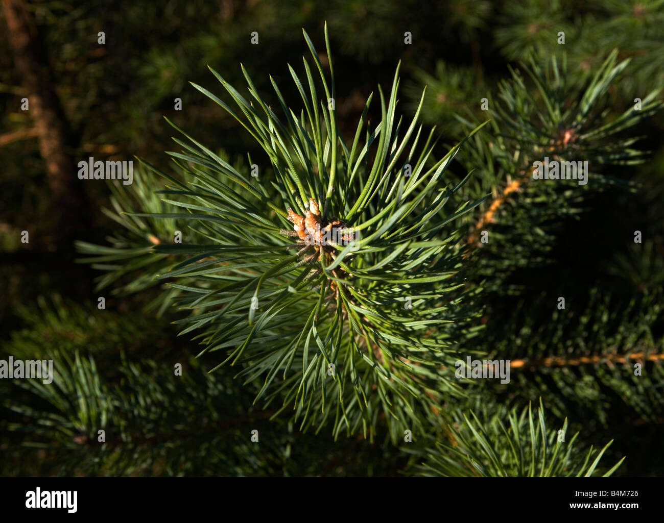 Conifer fir tree Stock Photo - Alamy