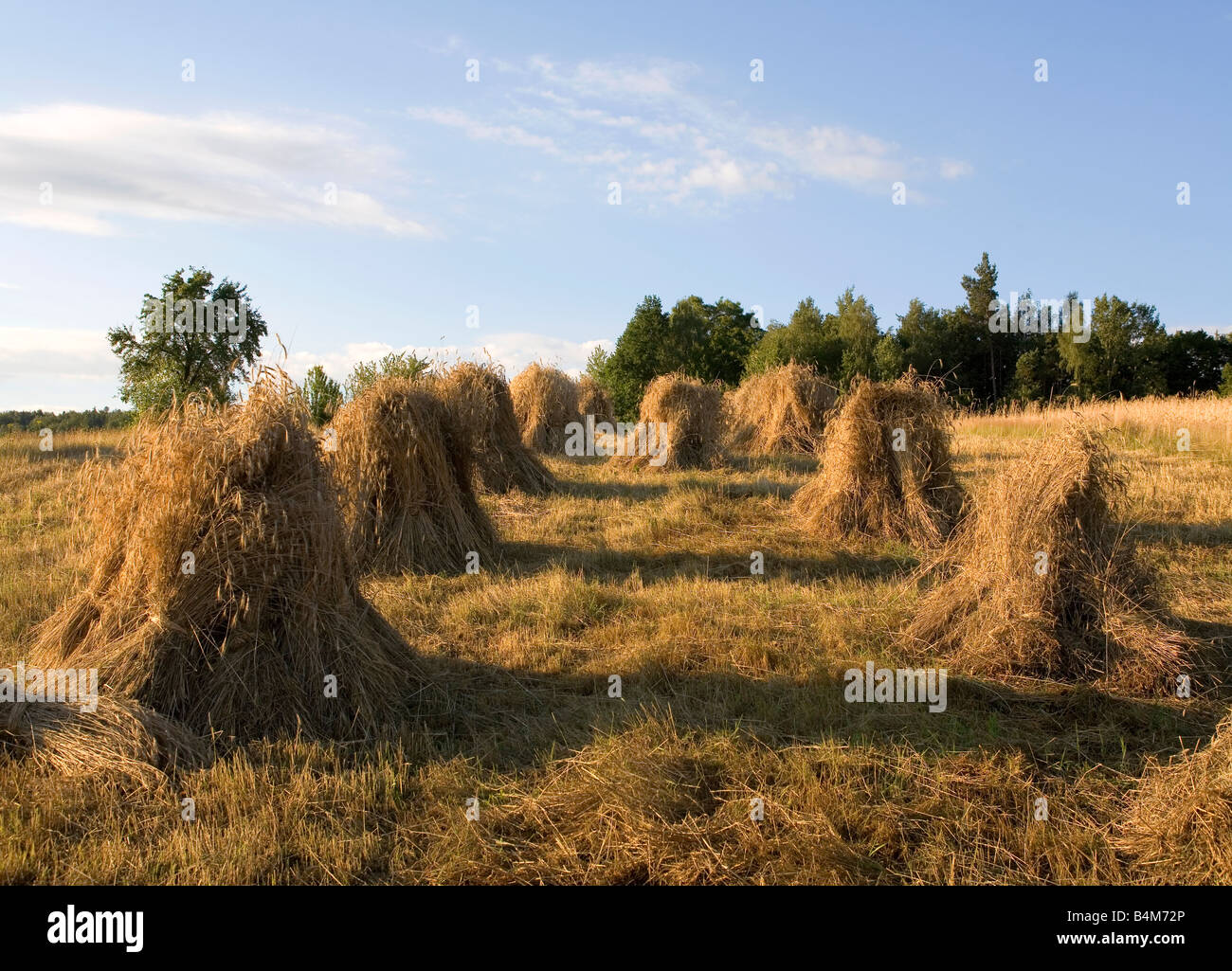 Thresh wheat fields hi-res stock photography and images - Alamy