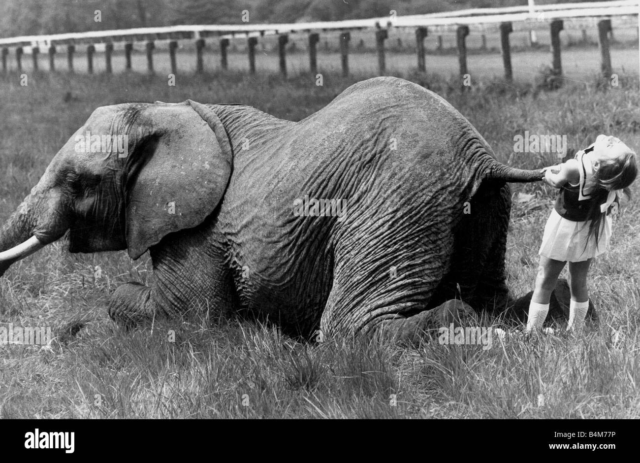 The little girl is trying desperatly to make the elephant move by ...