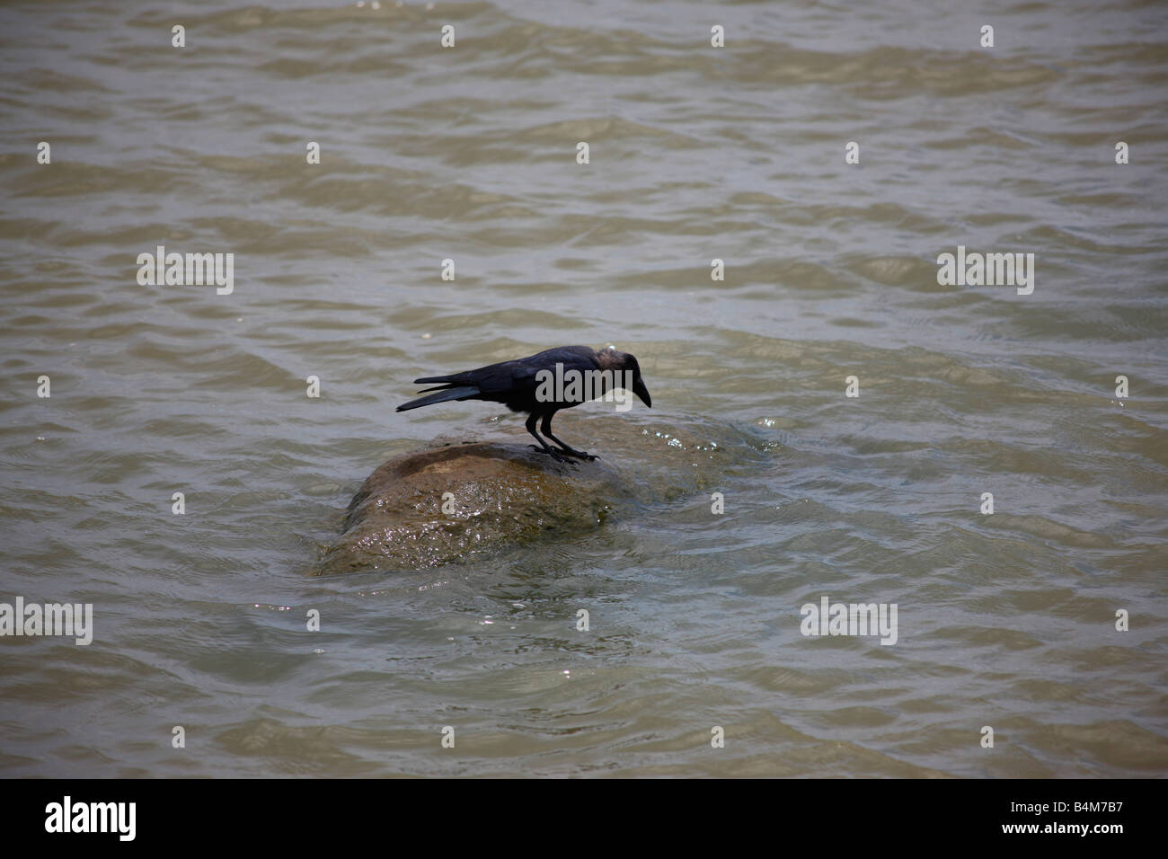 The crow stone hi-res stock photography and images - Alamy
