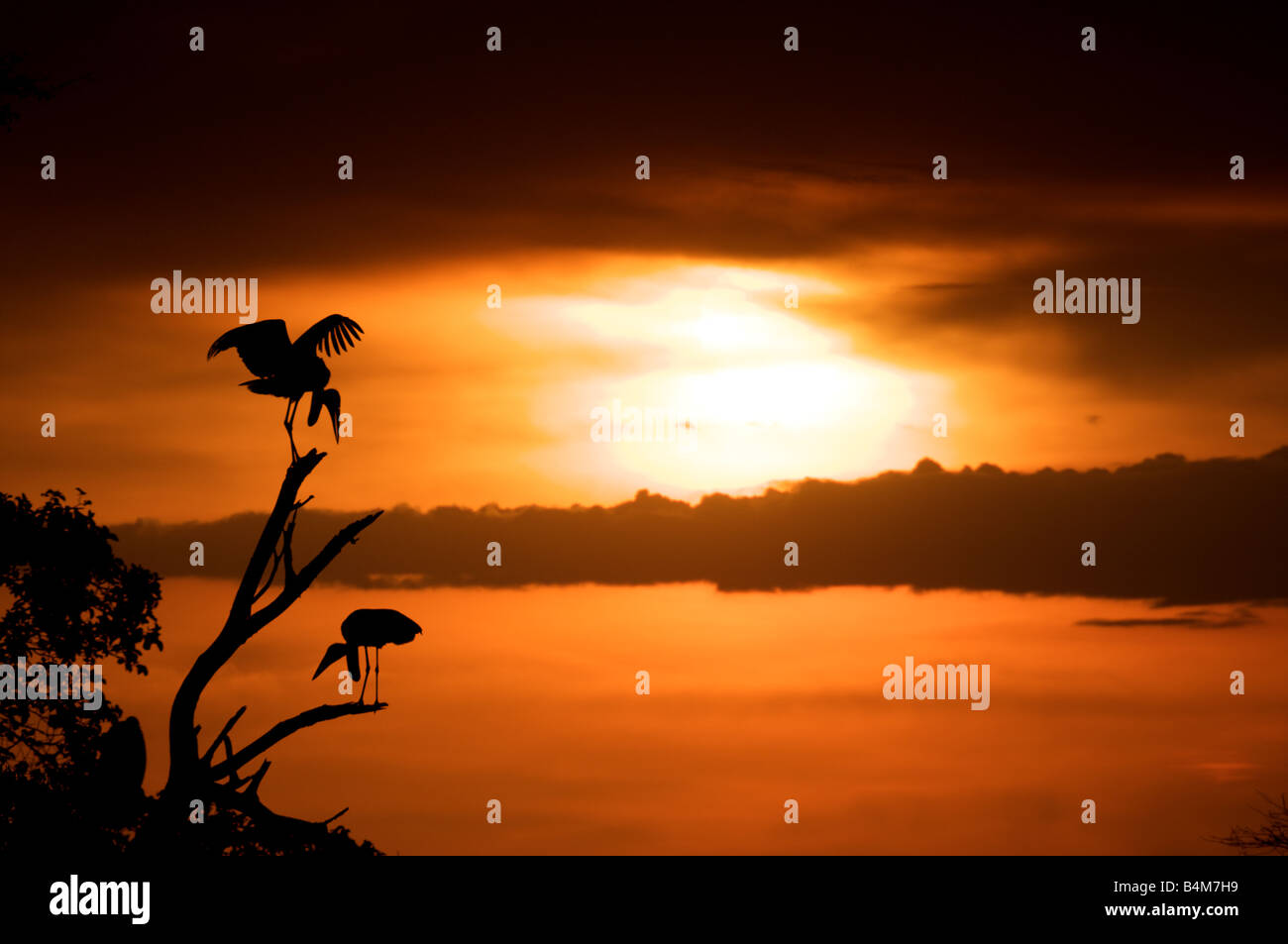Birds of africa east african birds hi-res stock photography and images ...