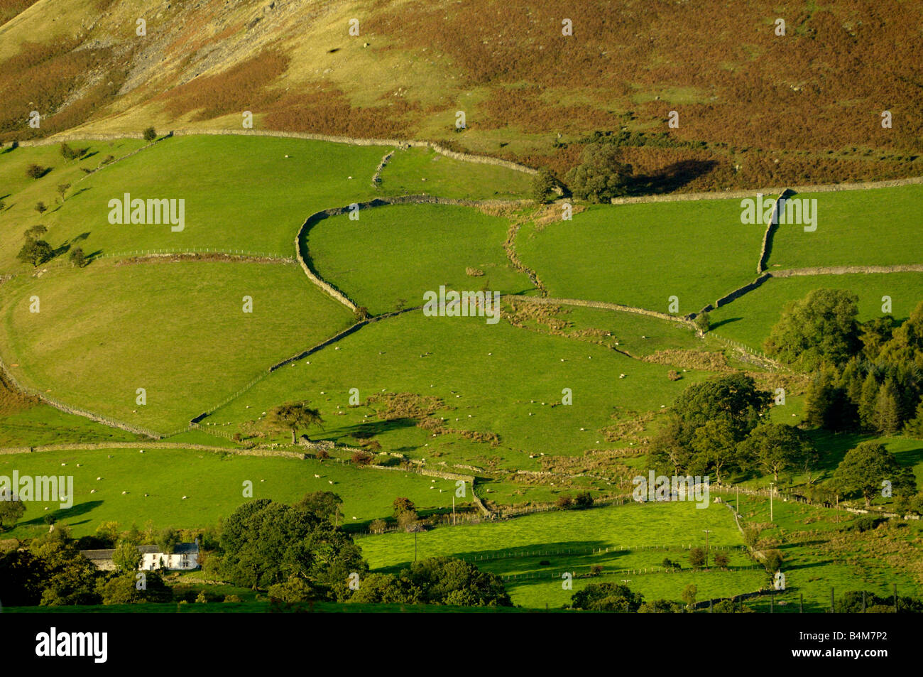 General Lake District view of hillside in golden autumn sunshine, taken ...