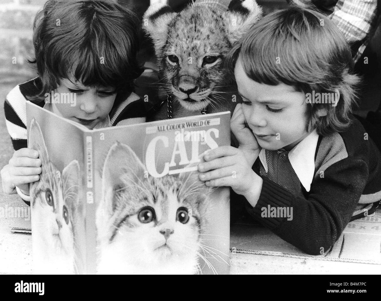 Two children reading a book on cats while a young tiger watches over ...
