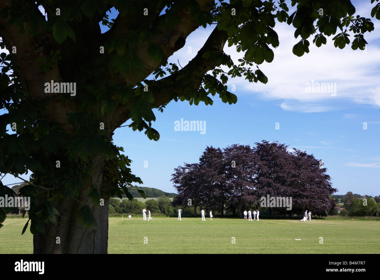 Cricket bat willow trees hi-res stock photography and images - Alamy