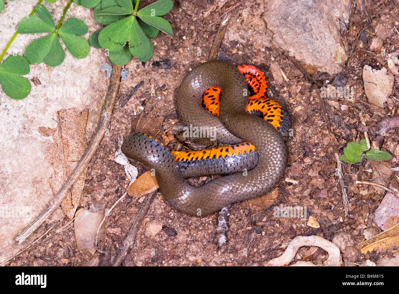 Ring-necked Snake Diadophis punctatus Stock Photo - Alamy