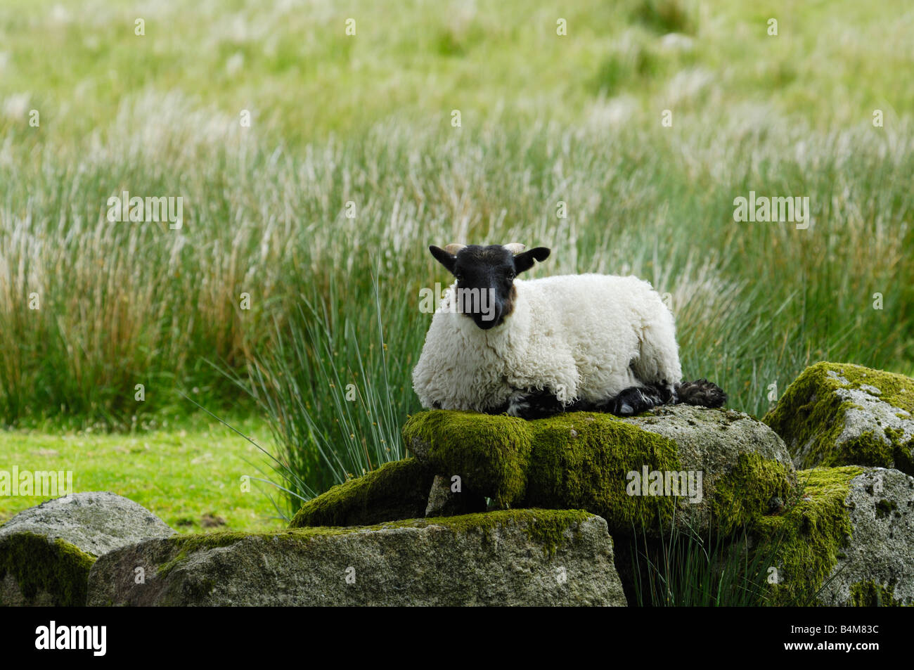 Sheep in Dartmoor National Park, Devon, England Stock Photo - Alamy