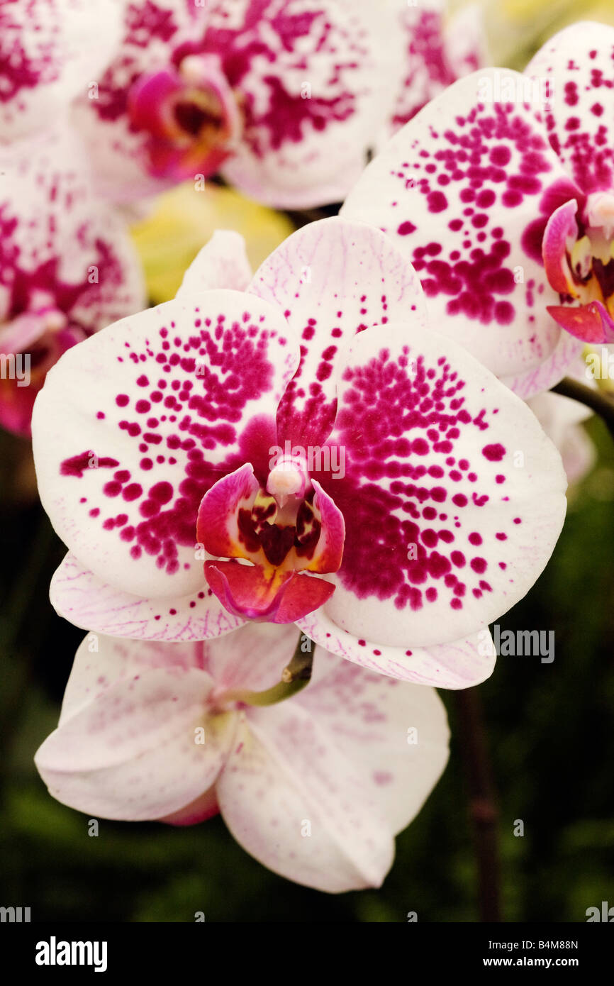 Orchideen hi-res stock photography and images - Alamy