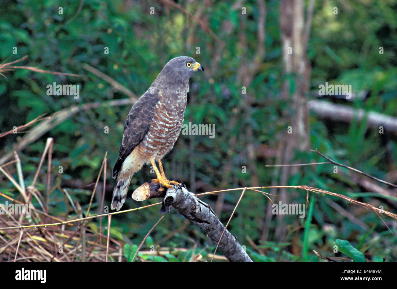 Belize bird flying hi-res stock photography and images - Alamy