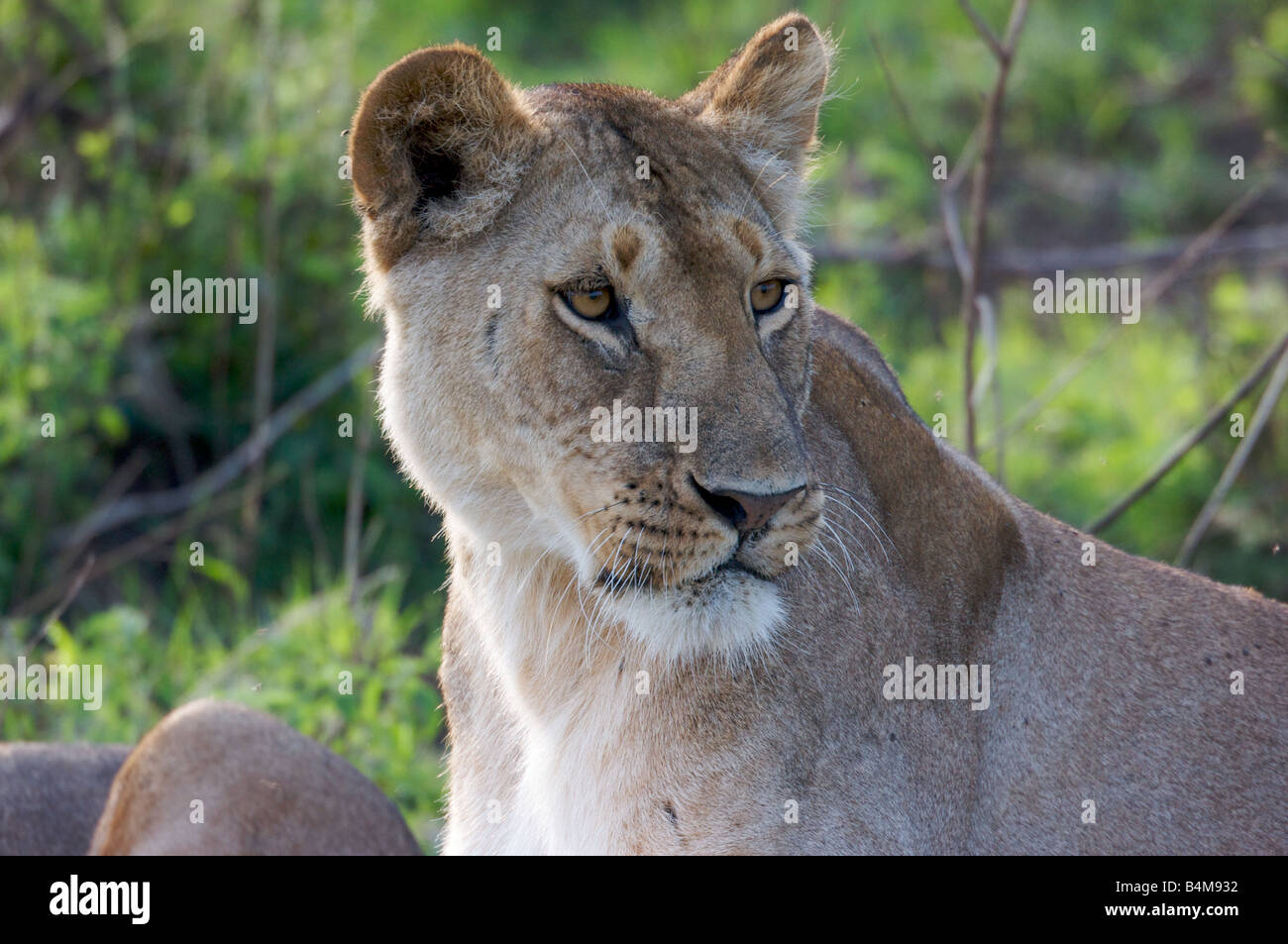 Lioness front view east africa hi-res stock photography and images - Alamy
