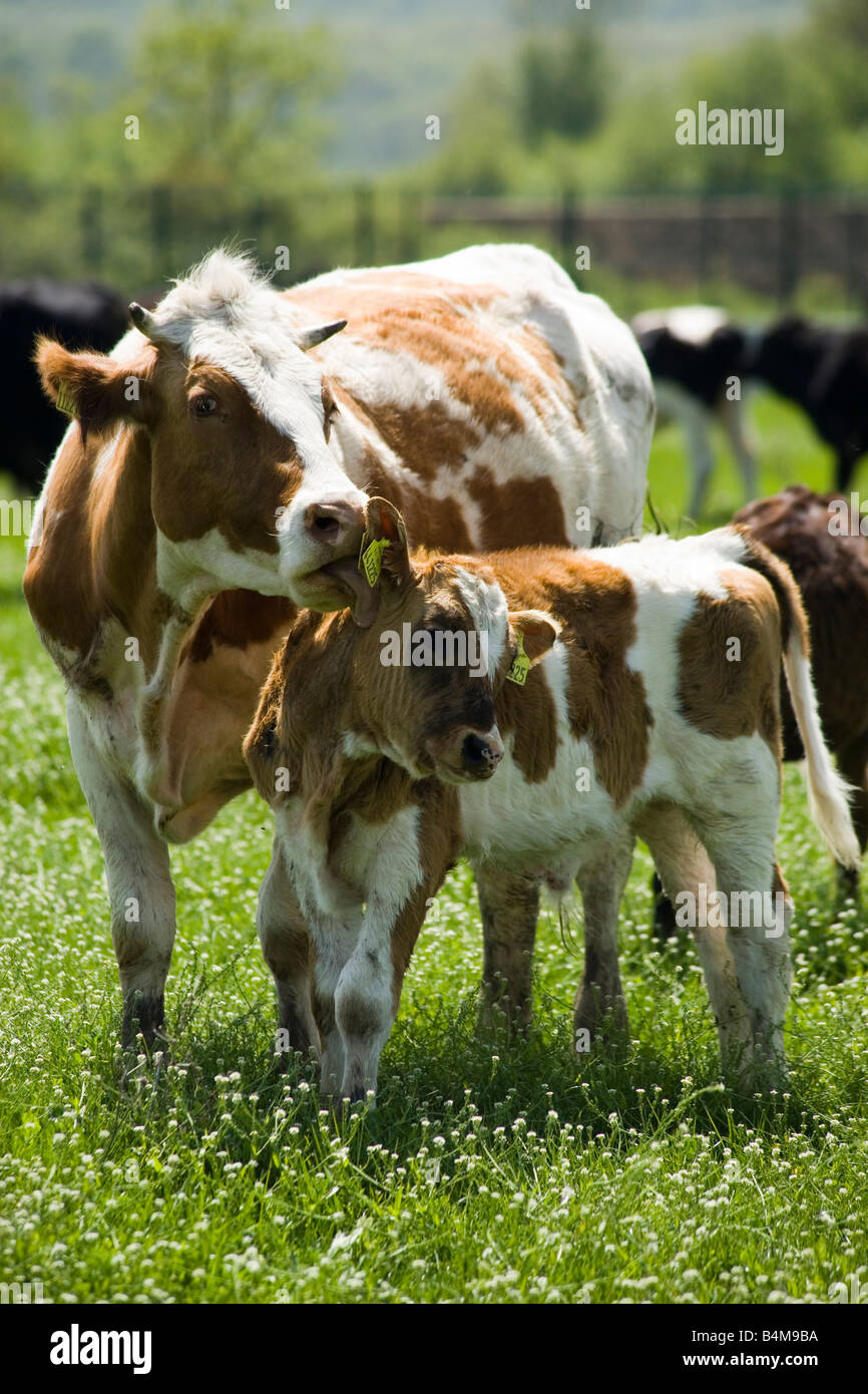 Cow with calf Stock Photo - Alamy