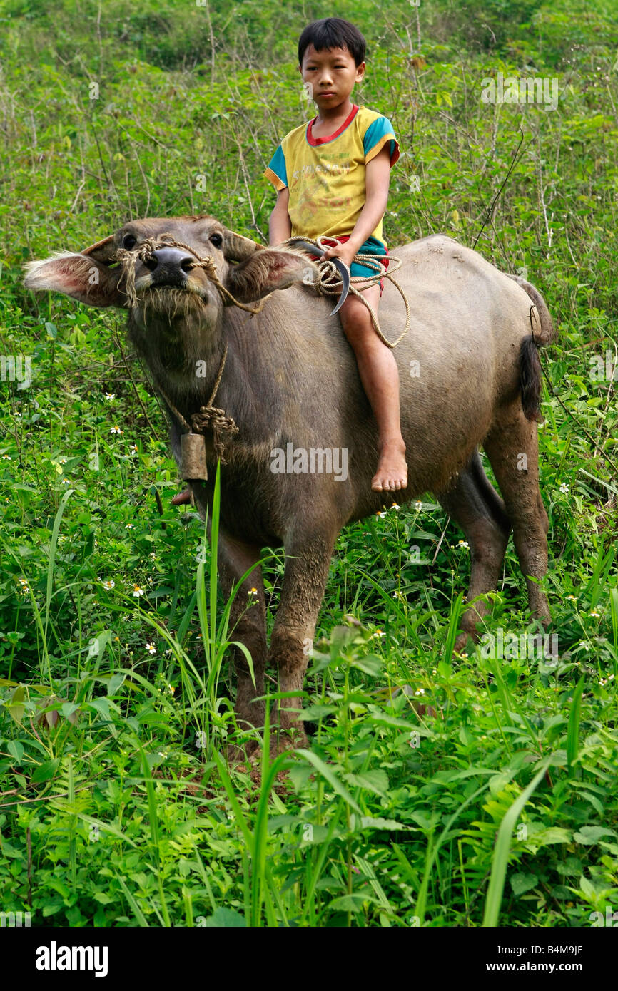 Boy on a buffalo, Ha Giang Province, Vietnam Stock Photo - Alamy
