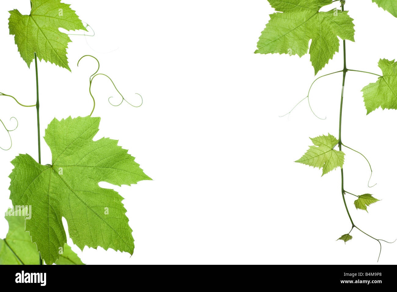 border of grape or vine leaves isolated on white background with copy ...