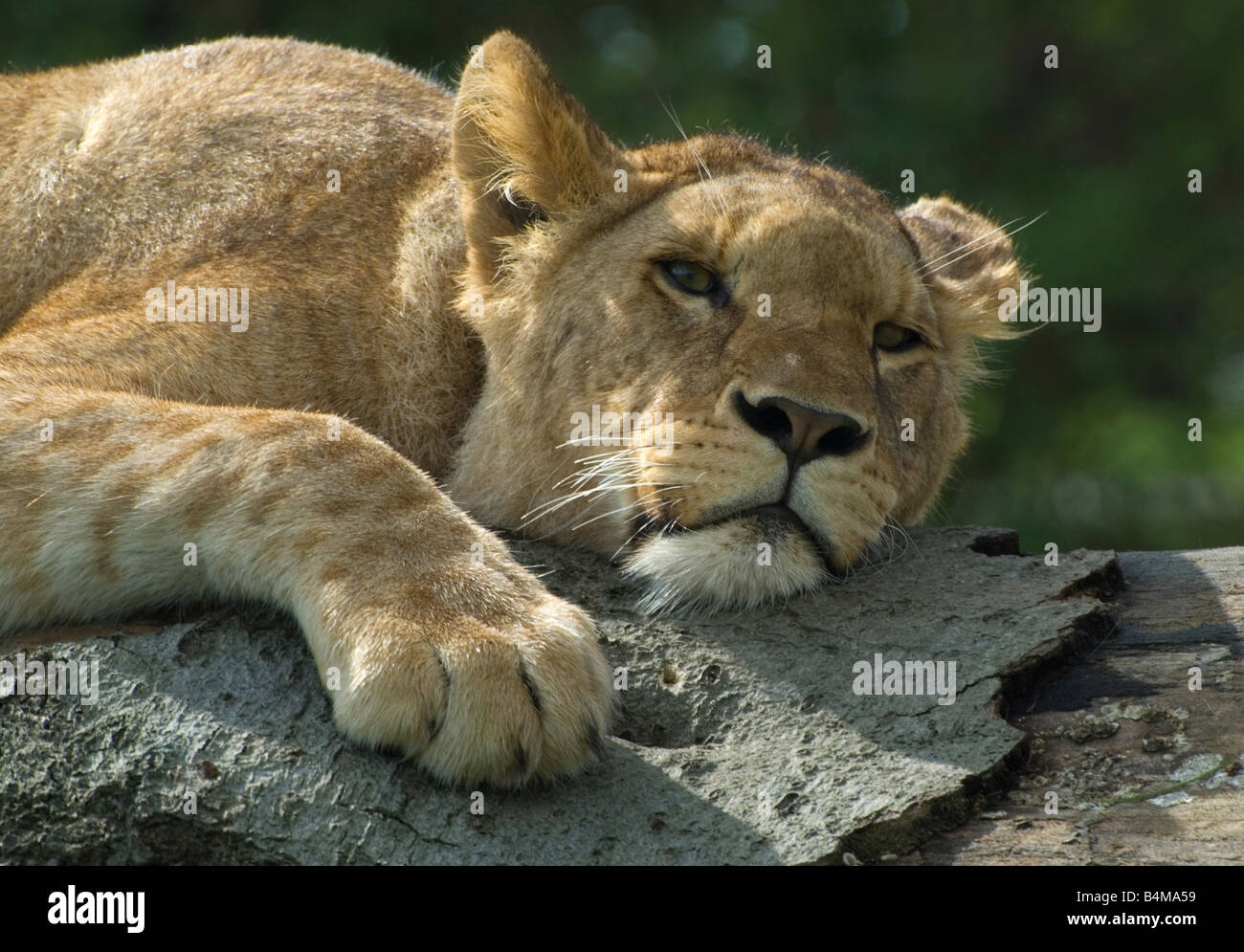 African lion woburn safari park hi-res stock photography and images - Alamy