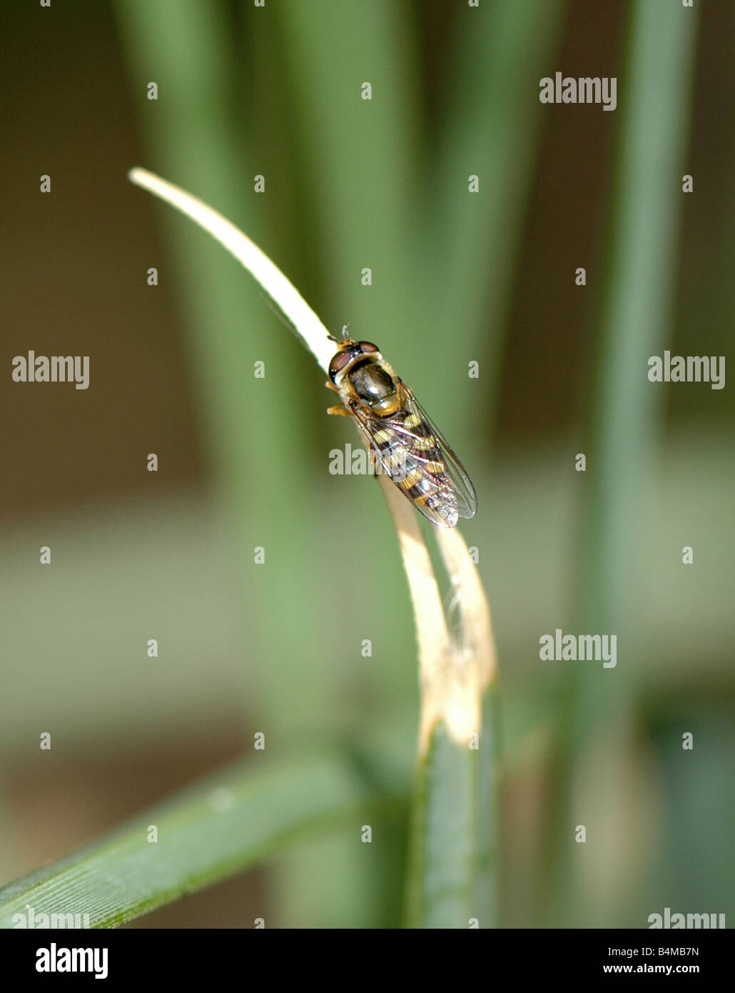 Drone fly insect hi-res stock photography and images - Alamy