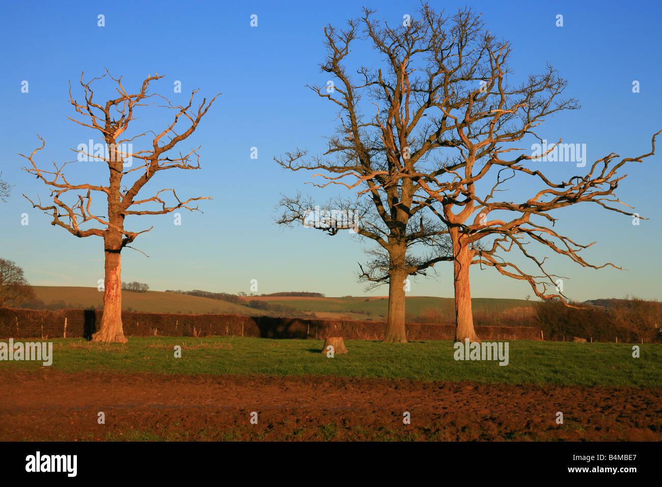 leafless trees in winter farmland in Kent countryside near Brabourne ...