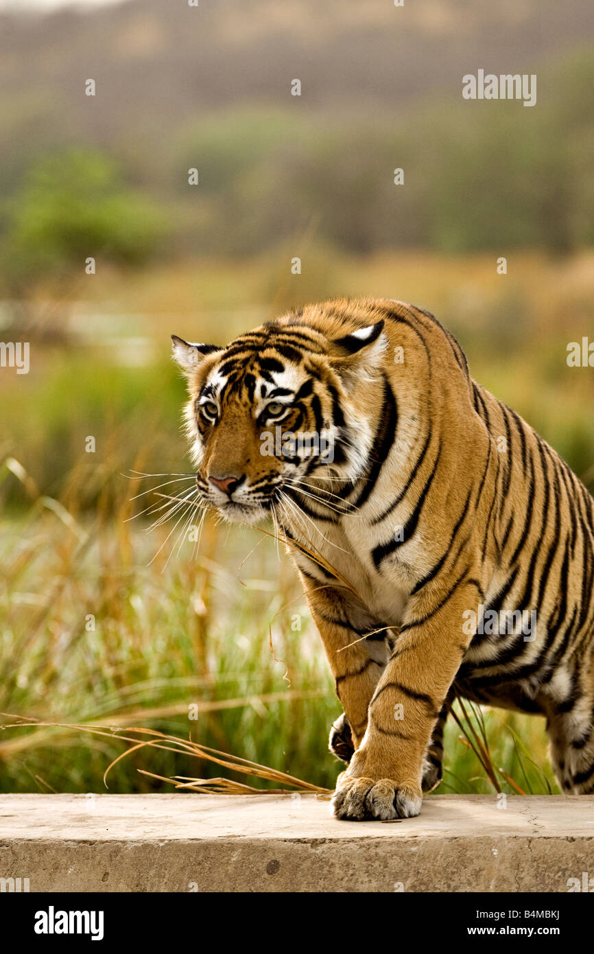 Tiger climbing hi-res stock photography and images - Alamy