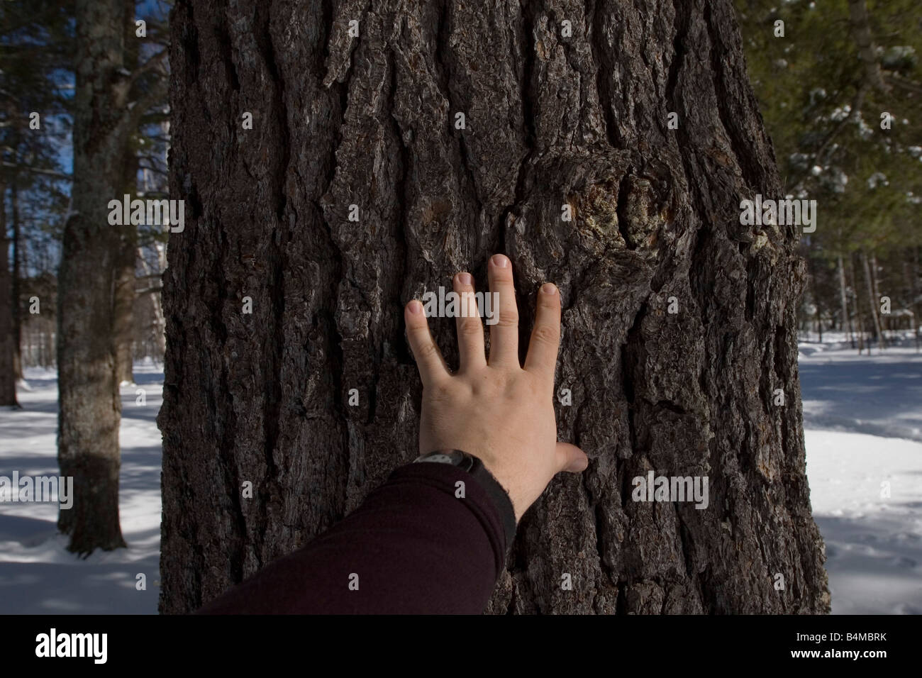 A persons hand illustrates the size of a large pine tree in Michigan s ...